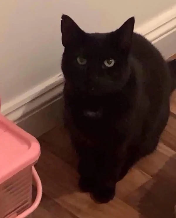 Bibby - Guernsey Cats