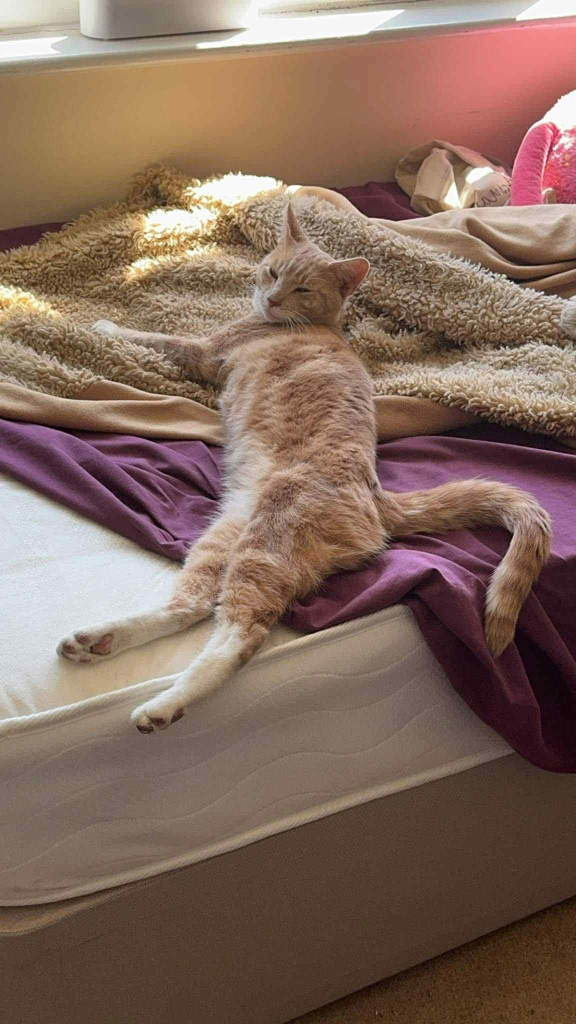 Tig - Guernsey Cats