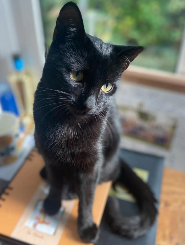 Tilly - Guernsey Cats